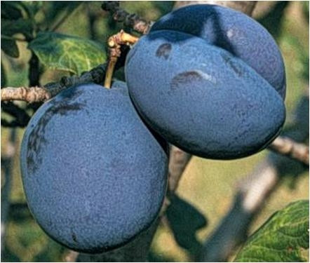 Zwetschke, Pflaume – Bluefree – Prunus domestica - Baumschul