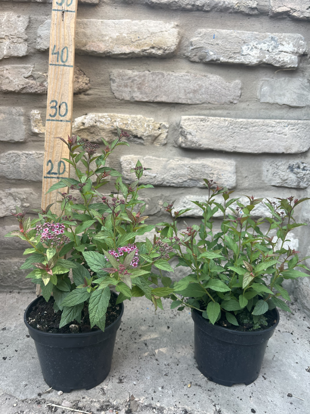 Spiraea japonica 'Anthony Waterer' - Baumschule Ko