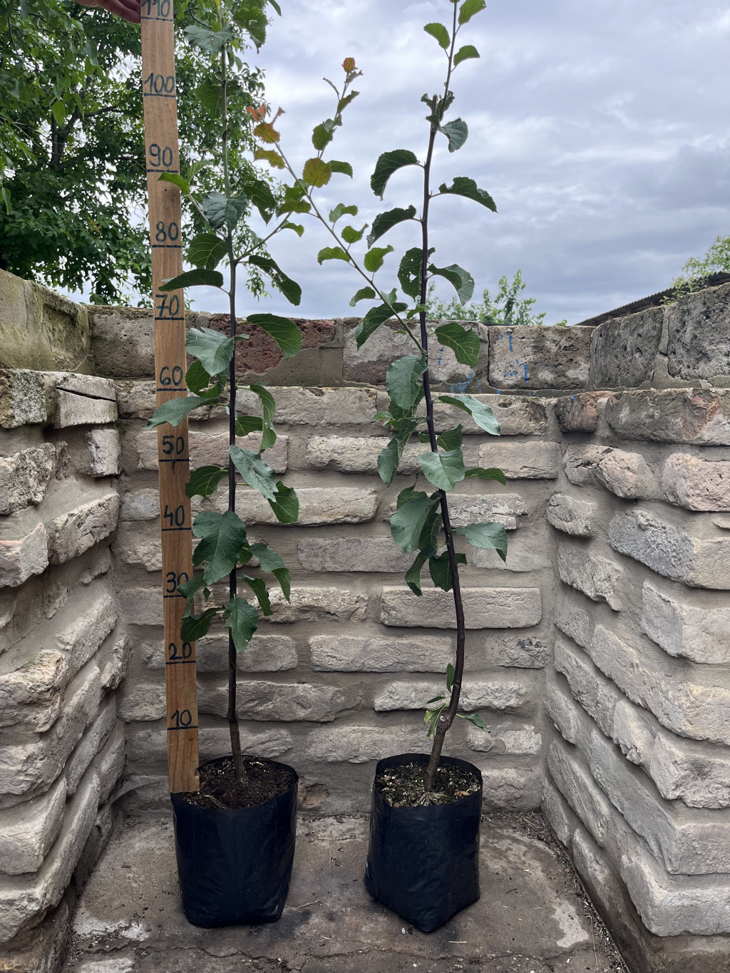 Zwetschke, Pflaume – Bluefree – Prunus domestica – im Contai